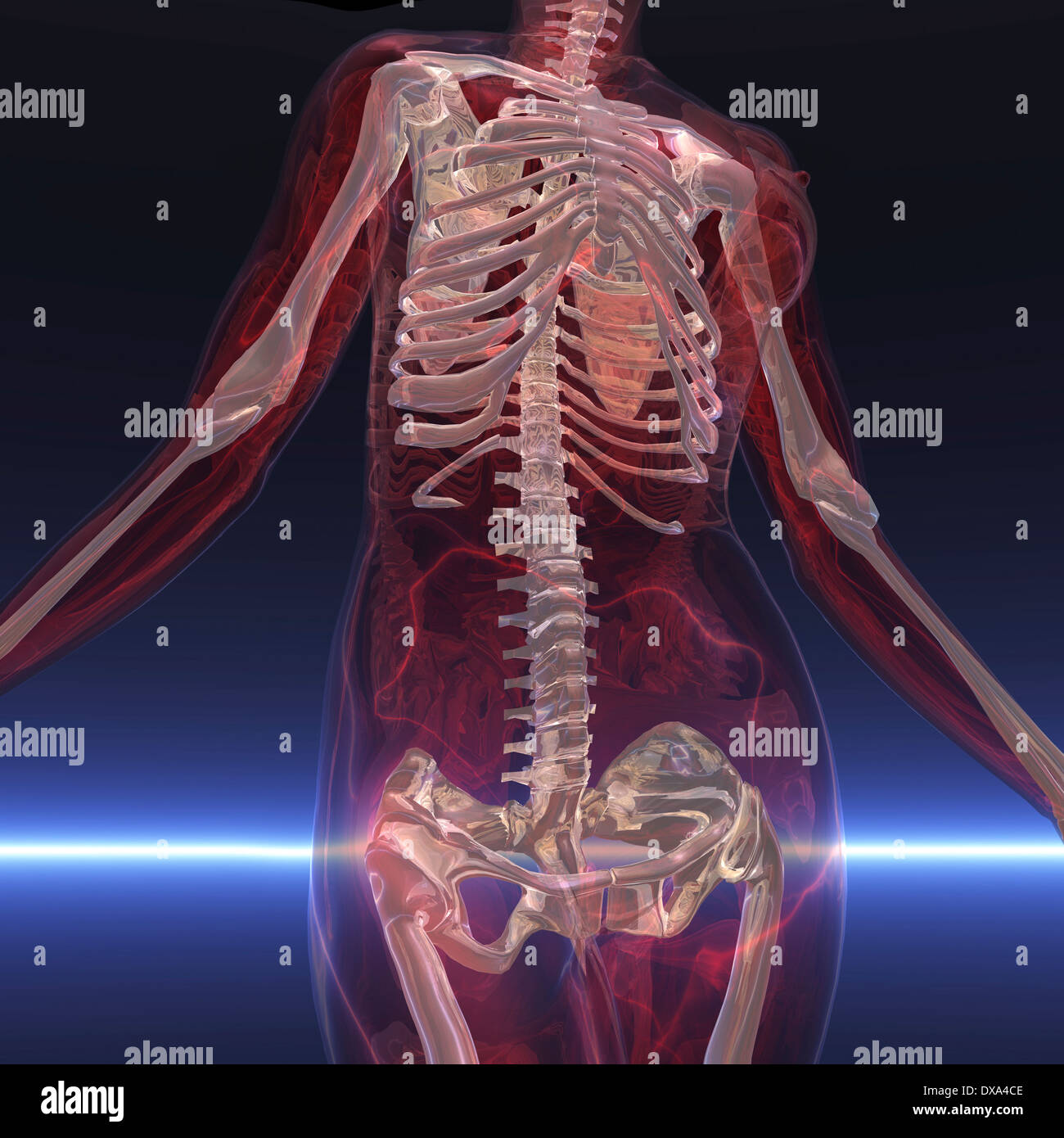 Digital visualization of a skeleton Stock Photo - Alamy