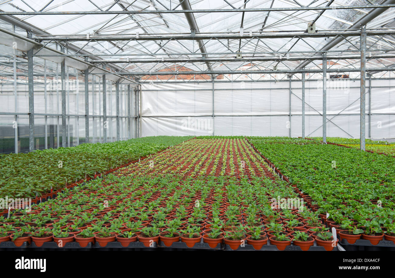 Hundreds of pots growing plants inside a nursery in Nottingham ...