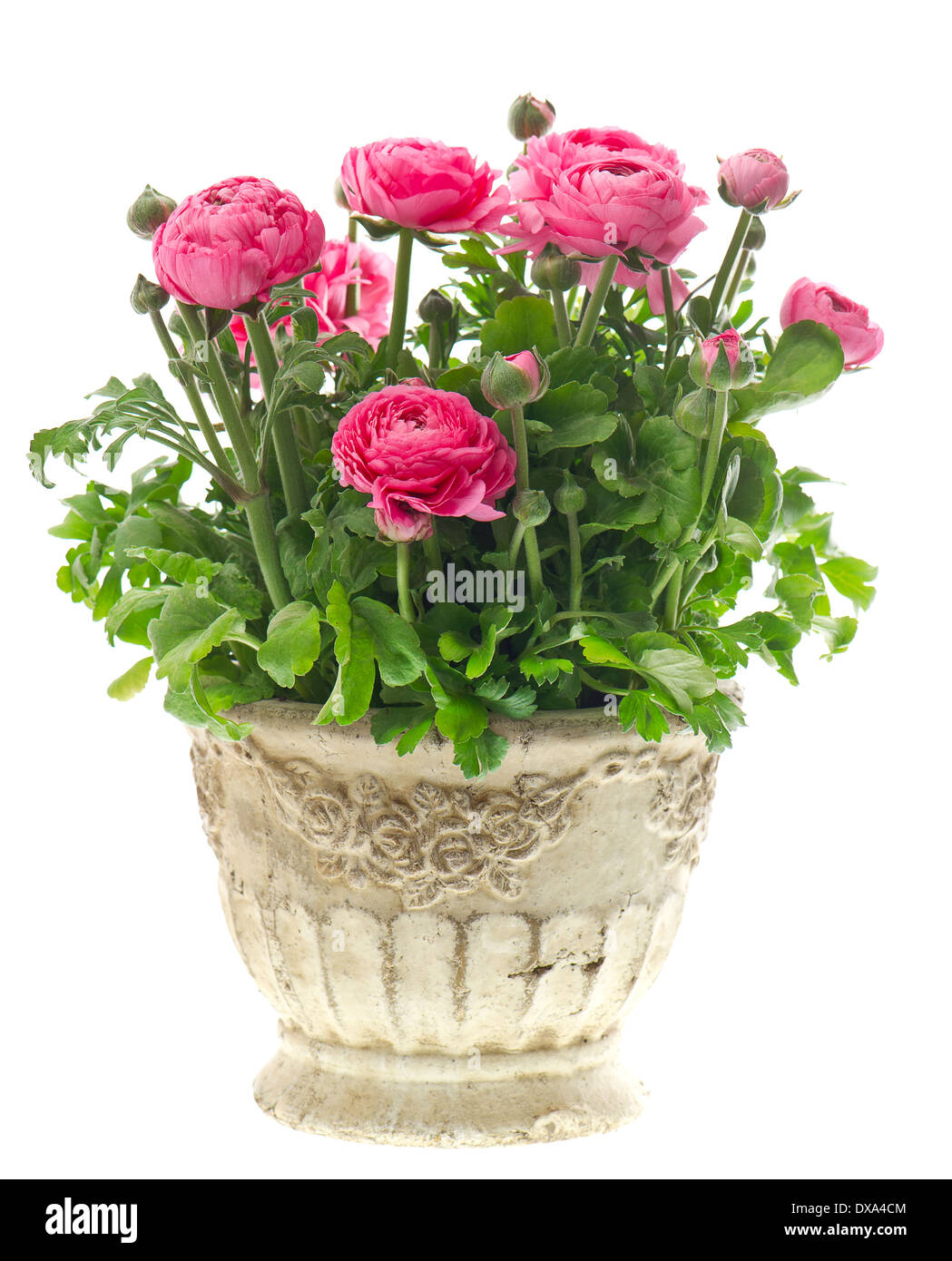 Ranunculus flower in detail Cut Out Stock Images & Pictures - Alamy