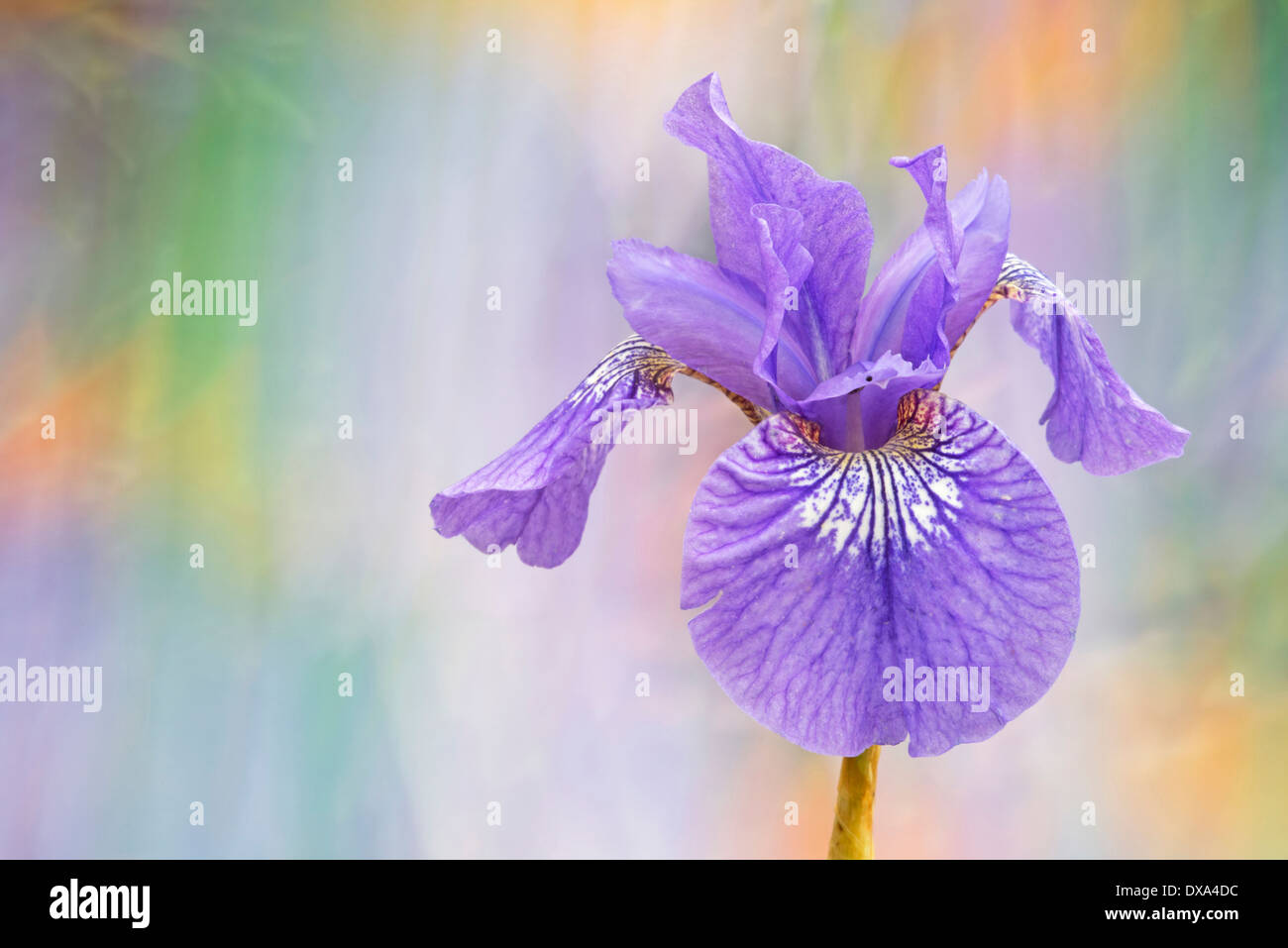 Siberian iris, Iris sibirica 'Sparkling rose', purple flower against ...