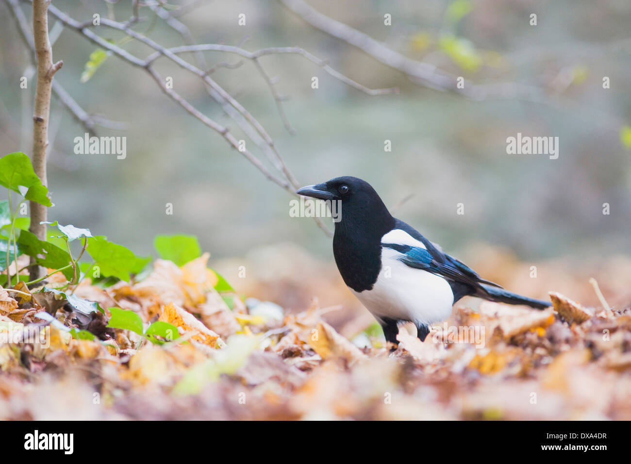 Magpie uk hi-res stock photography and images - Alamy