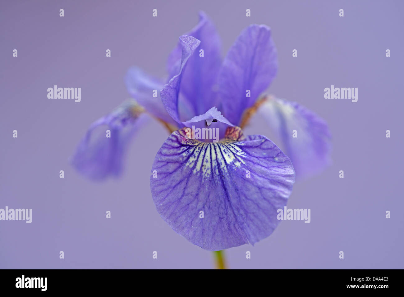 Siberian iris, Iris sibirica 'Sparkling rose', purple flower against ...