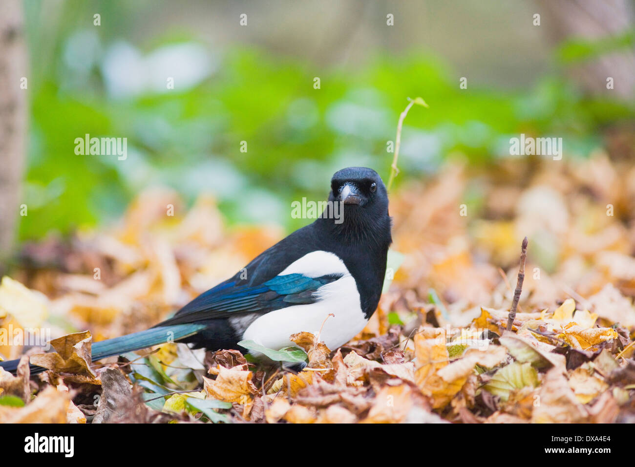 Magpie hill hi-res stock photography and images - Alamy