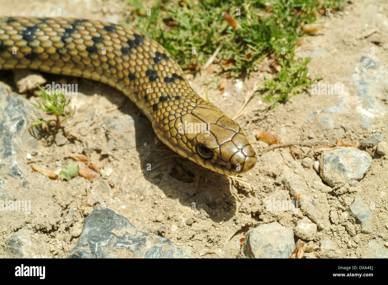 Coluber Gemonensis High Resolution Stock Photography and Images - Alamy