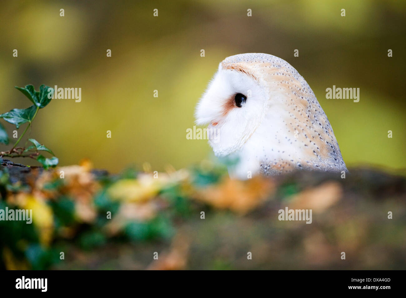 Barn owl uk, autumn hi-res stock photography and images - Alamy
