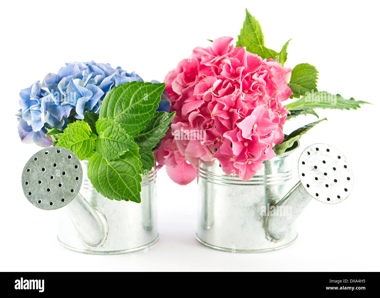 blue and pink hydrangea blooms in watering can Stock Photo - Alamy