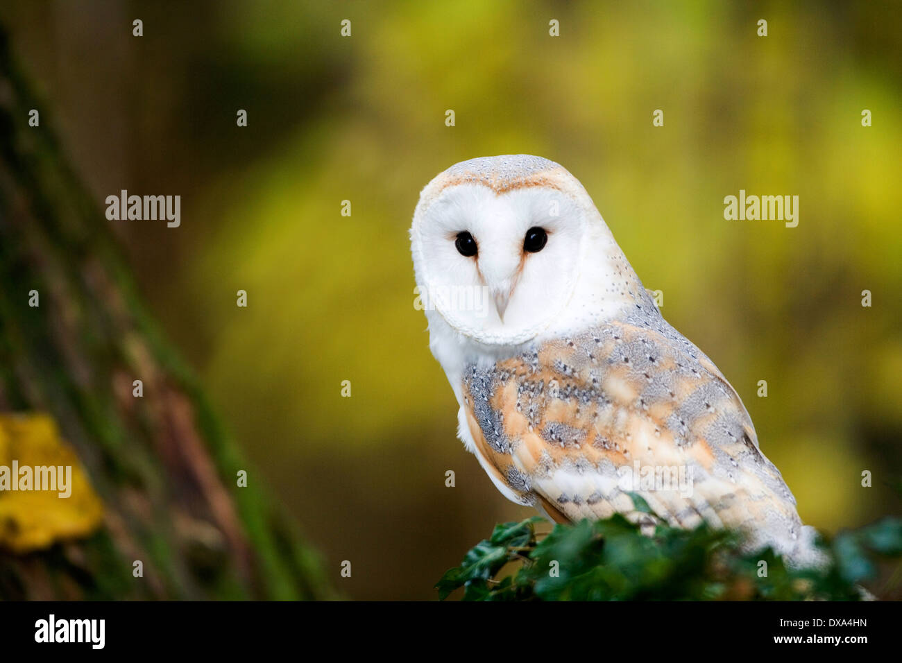 A Barn Owl Stock Photo - Alamy