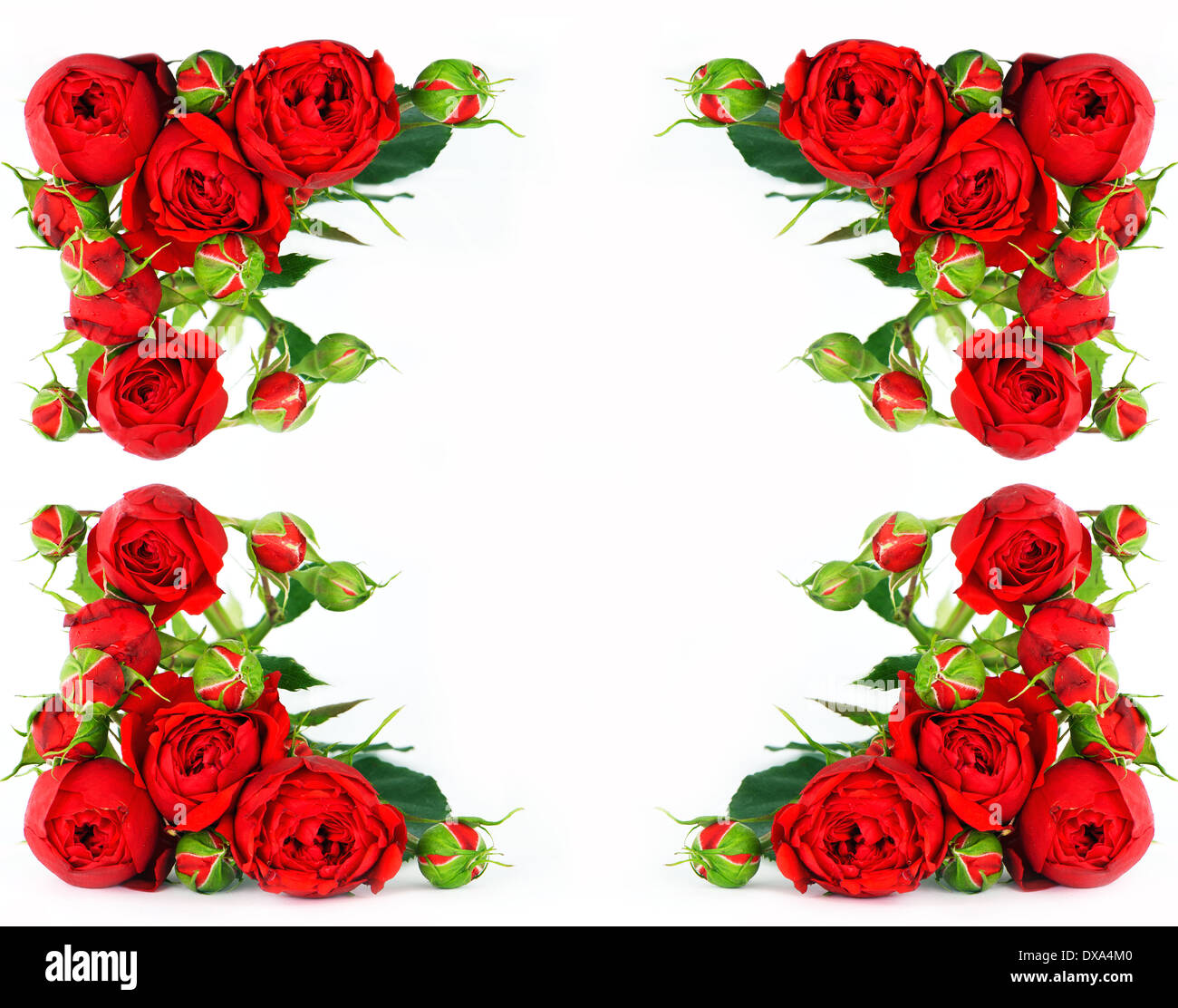 beautiful red roses on a white background Stock Photo - Alamy
