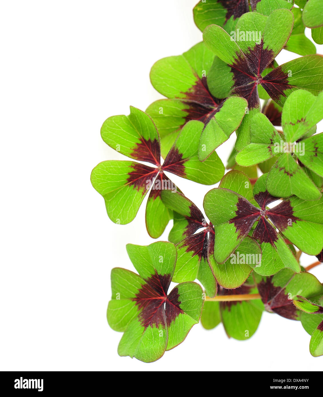 fresh green four leaved clover plant Stock Photo - Alamy