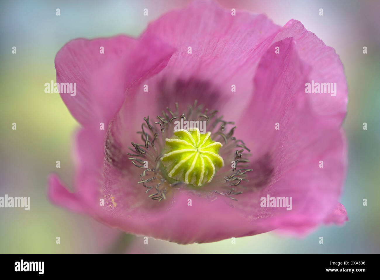 Poppy stigma hi-res stock photography and images - Alamy