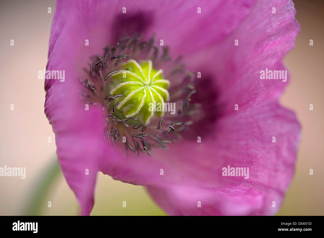 Opium poppy, Papaver somniferum, close up showing the stamens and ...