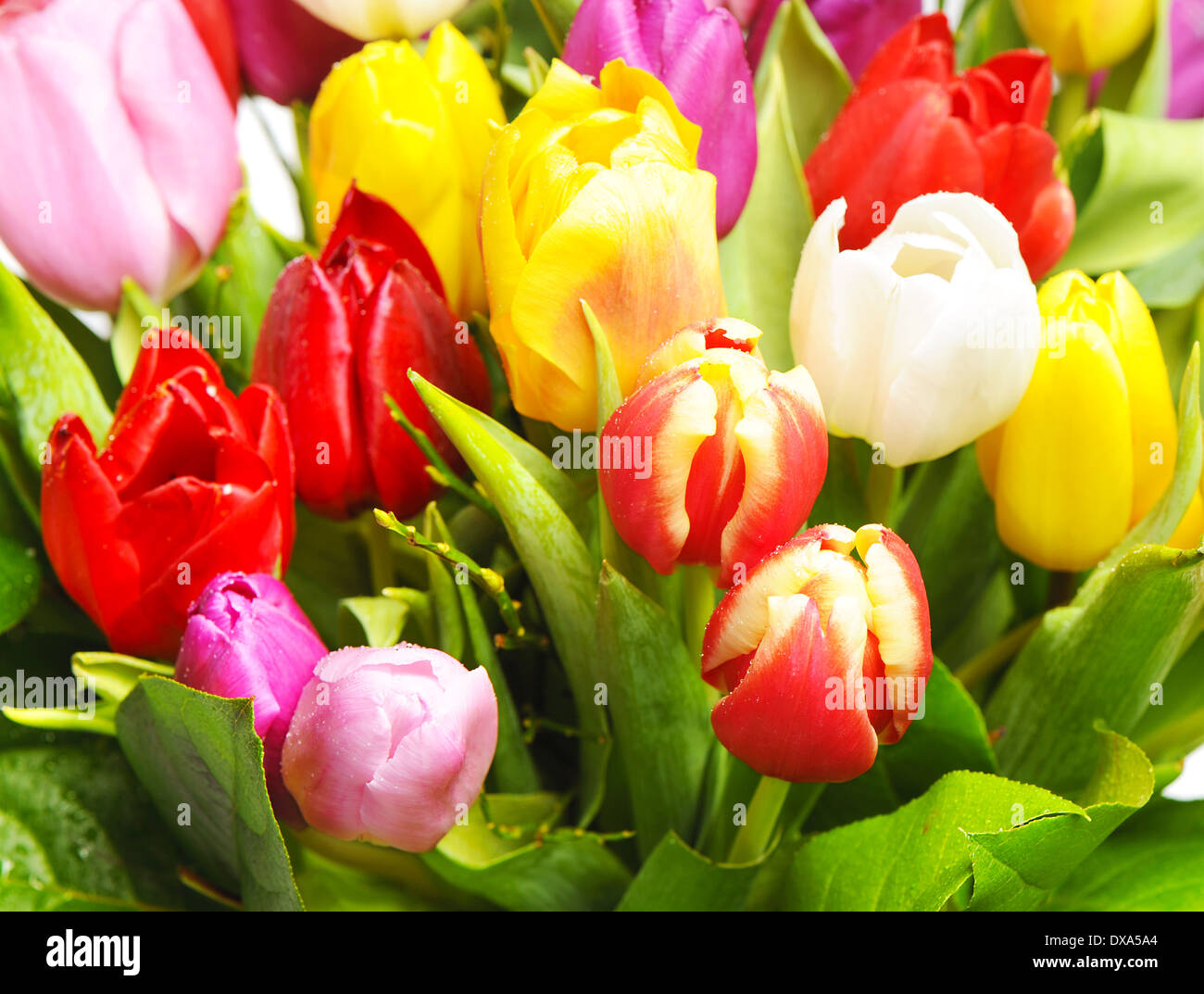 colorful fresh spring tulips Stock Photo - Alamy