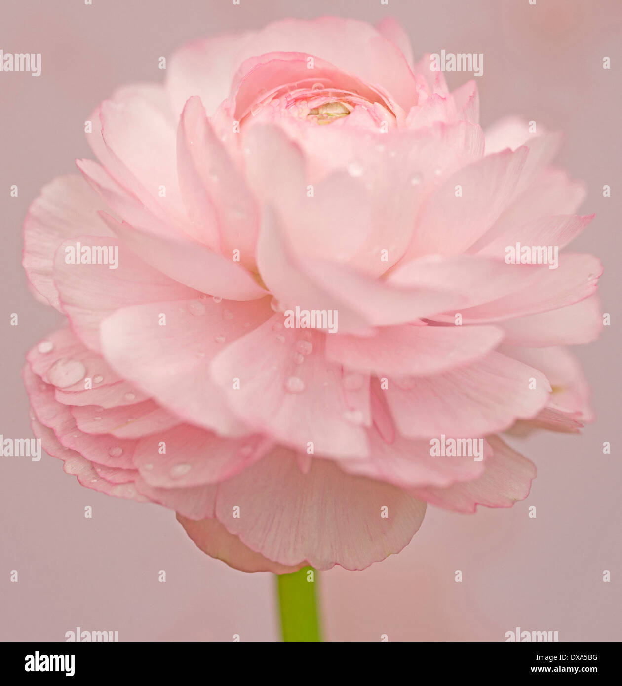 Ranucuclus, Persian buttercup, a Ranunculus asiaticus, pink flower ...
