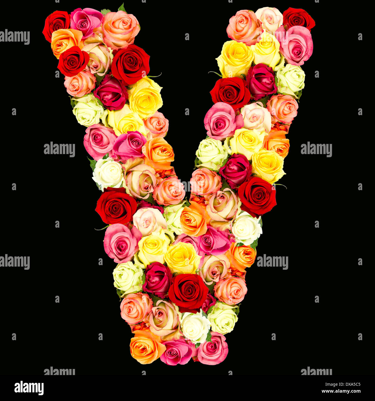 V, roses flower alphabet on black Stock Photo - Alamy