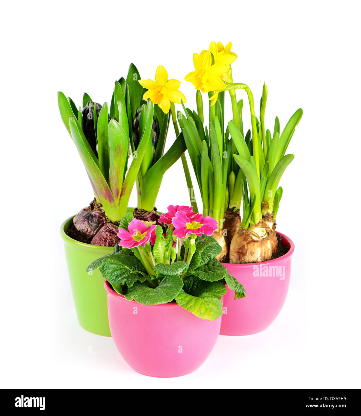 Colorful spring flowers Stock Photo - Alamy