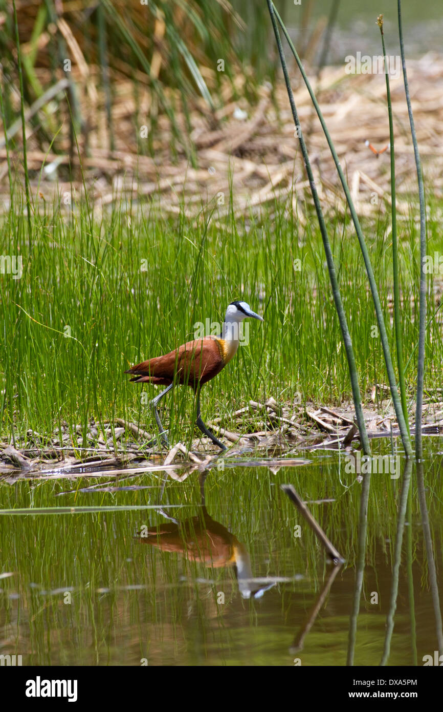 Southern jacana hi-res stock photography and images - Alamy