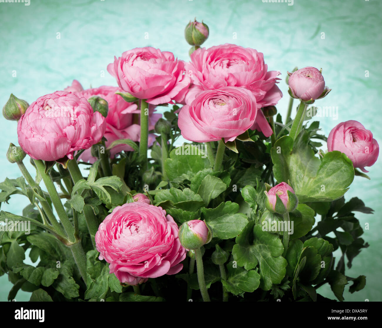 Ranunculus elegance green flower hi-res stock photography and images ...