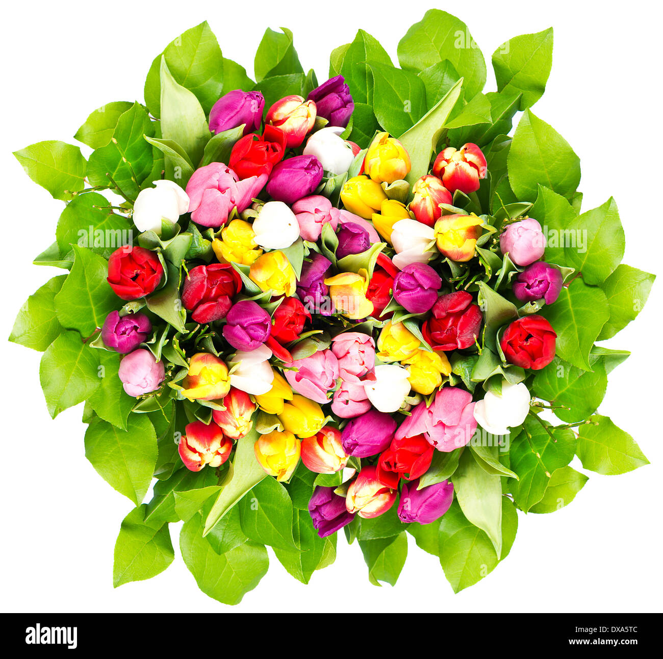 colorful spring tulip flowers Stock Photo - Alamy