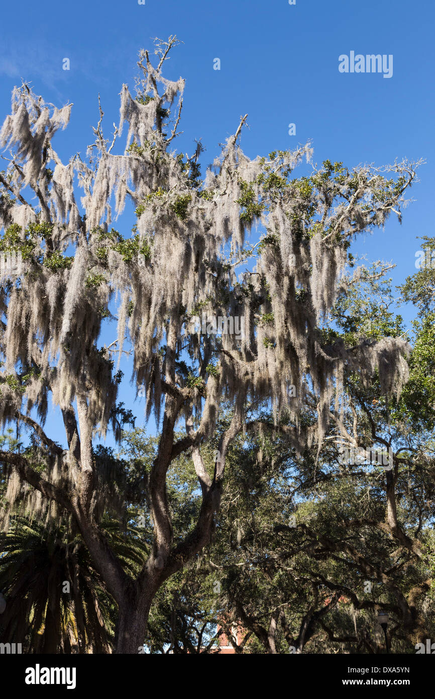 Spanish Moss Hanging in Southern Live Oak Tree, Tampa, FL Stock Photo ...
