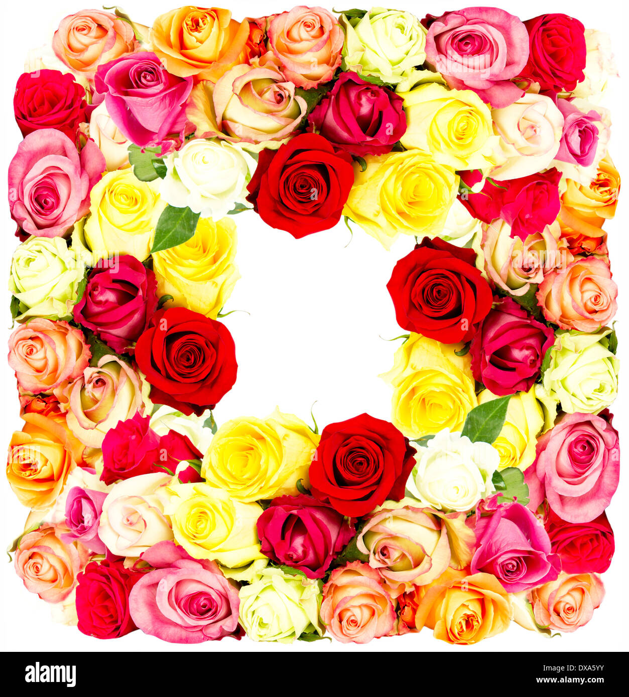 colorful flowers frame, roses Stock Photo - Alamy