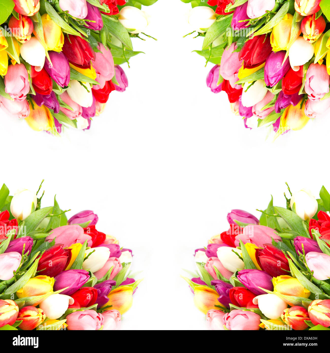 Colorful tulips border on white background Stock Photo - Alamy