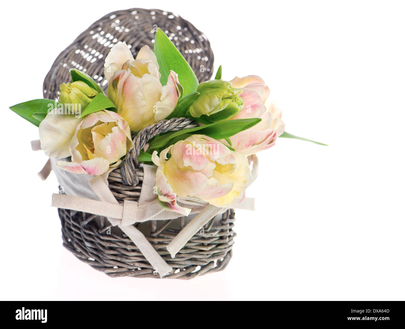 fresh pastel colored tulips in the basket Stock Photo - Alamy