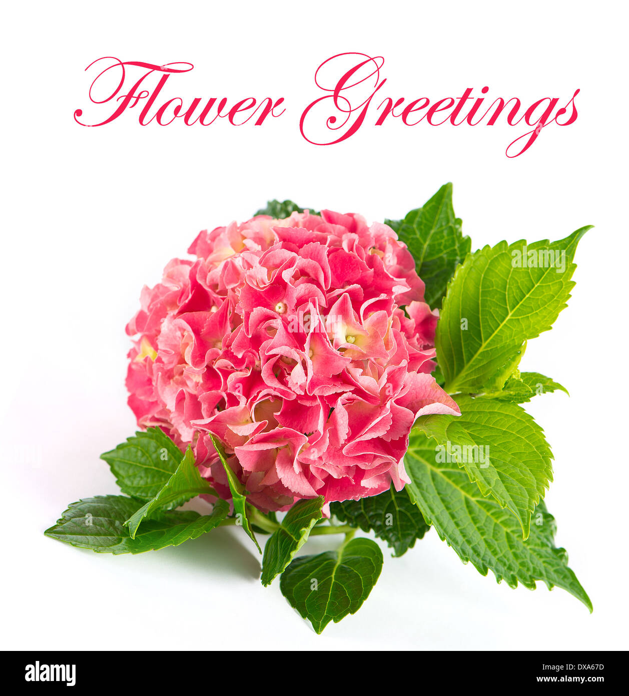 Flower Greetings. card design. pink hortensia flower with green leaves ...