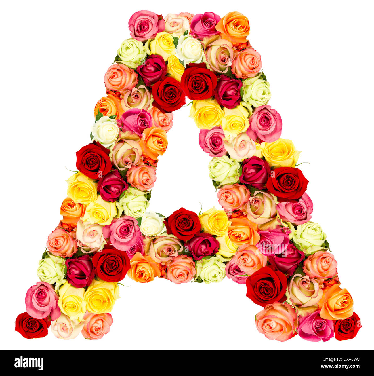 A, roses flower alphabet isolated on white Stock Photo - Alamy