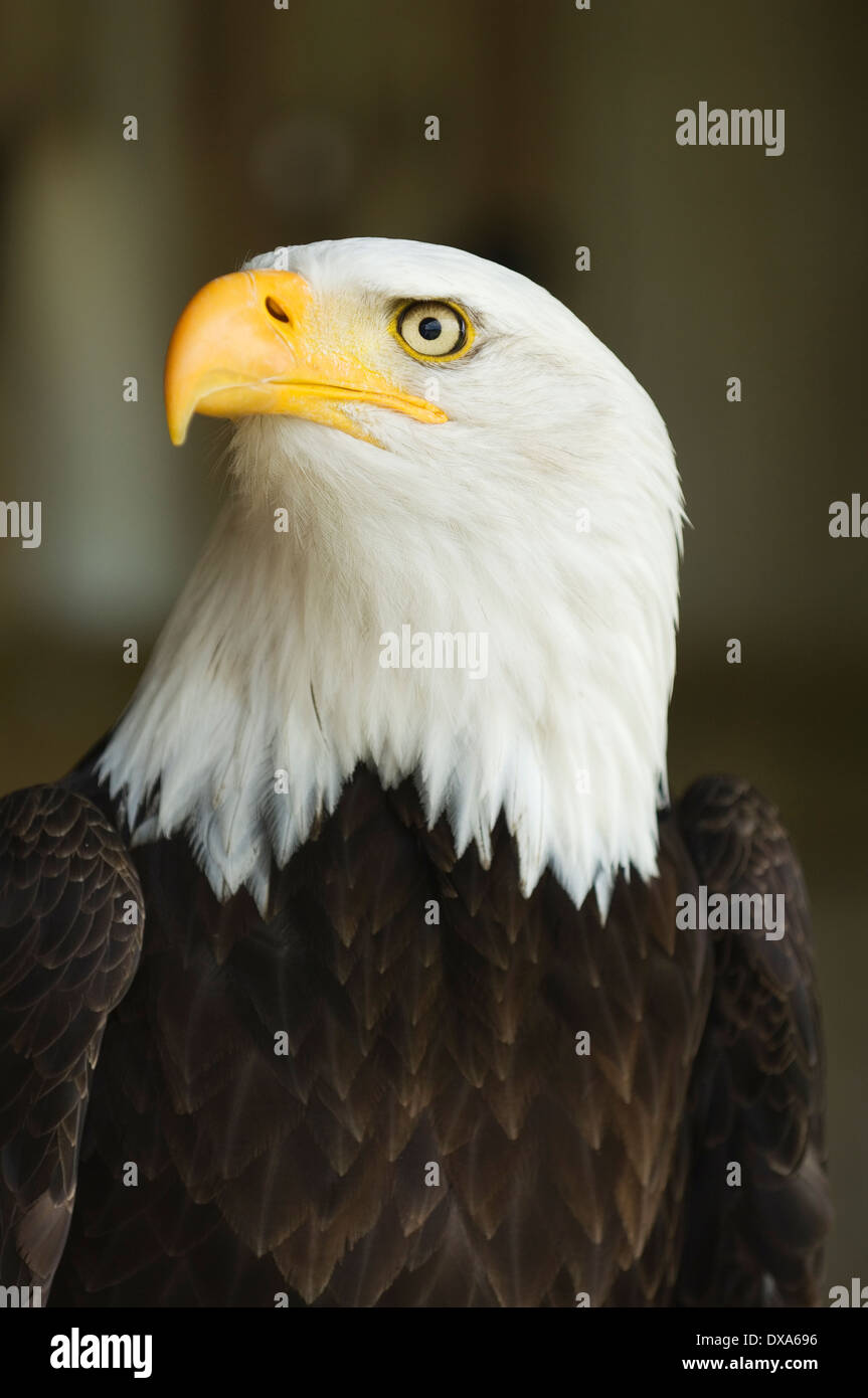 Mighty eagle hi-res stock photography and images - Alamy