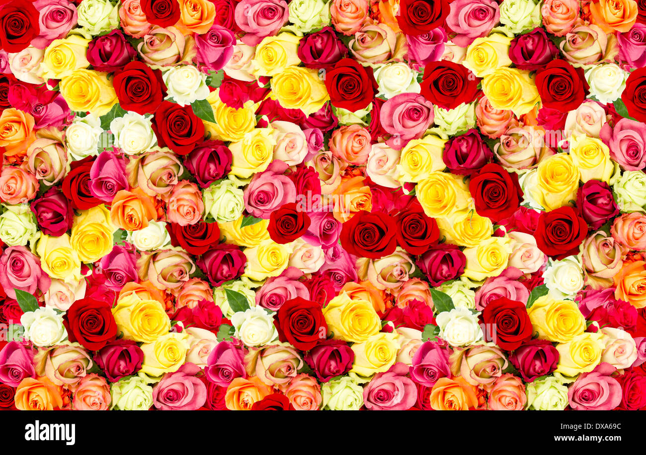 assorted roses. colorful flower background Stock Photo - Alamy