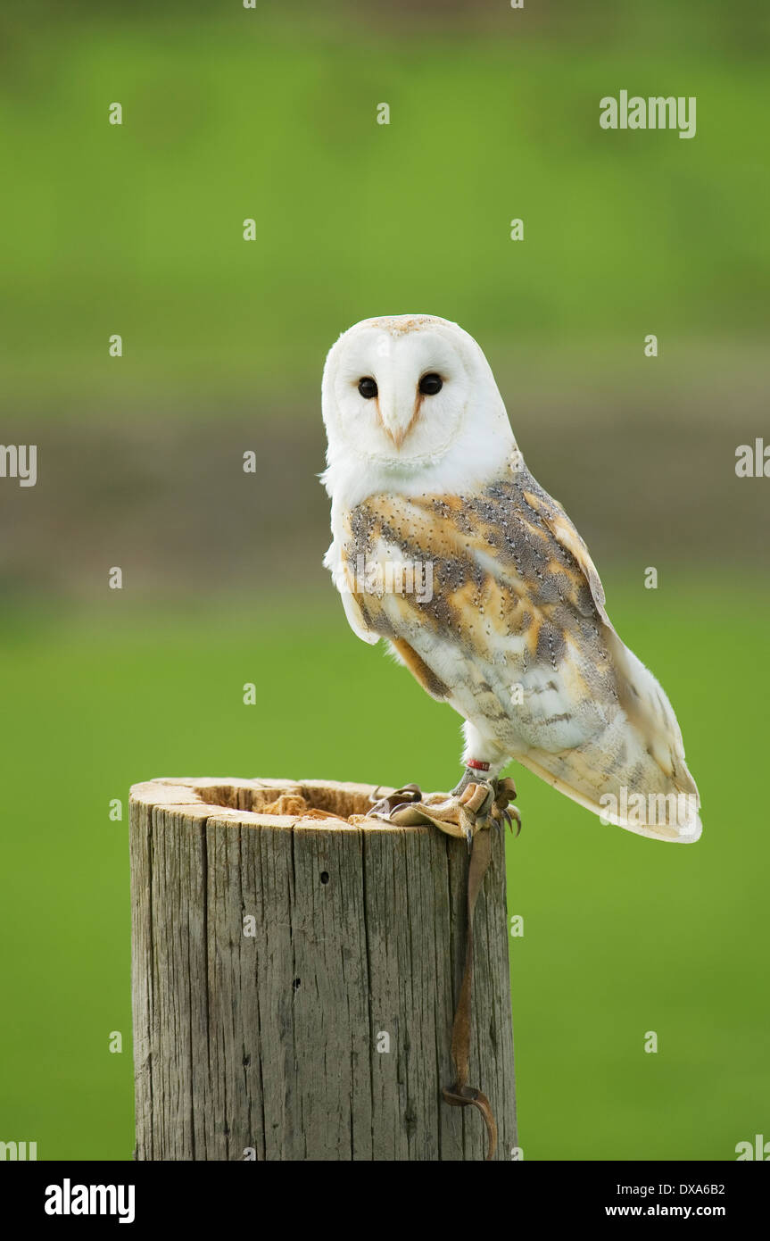 Barn owl at the Huntly Falconry Centre, Aberdeenshire, Scotland Stock ...