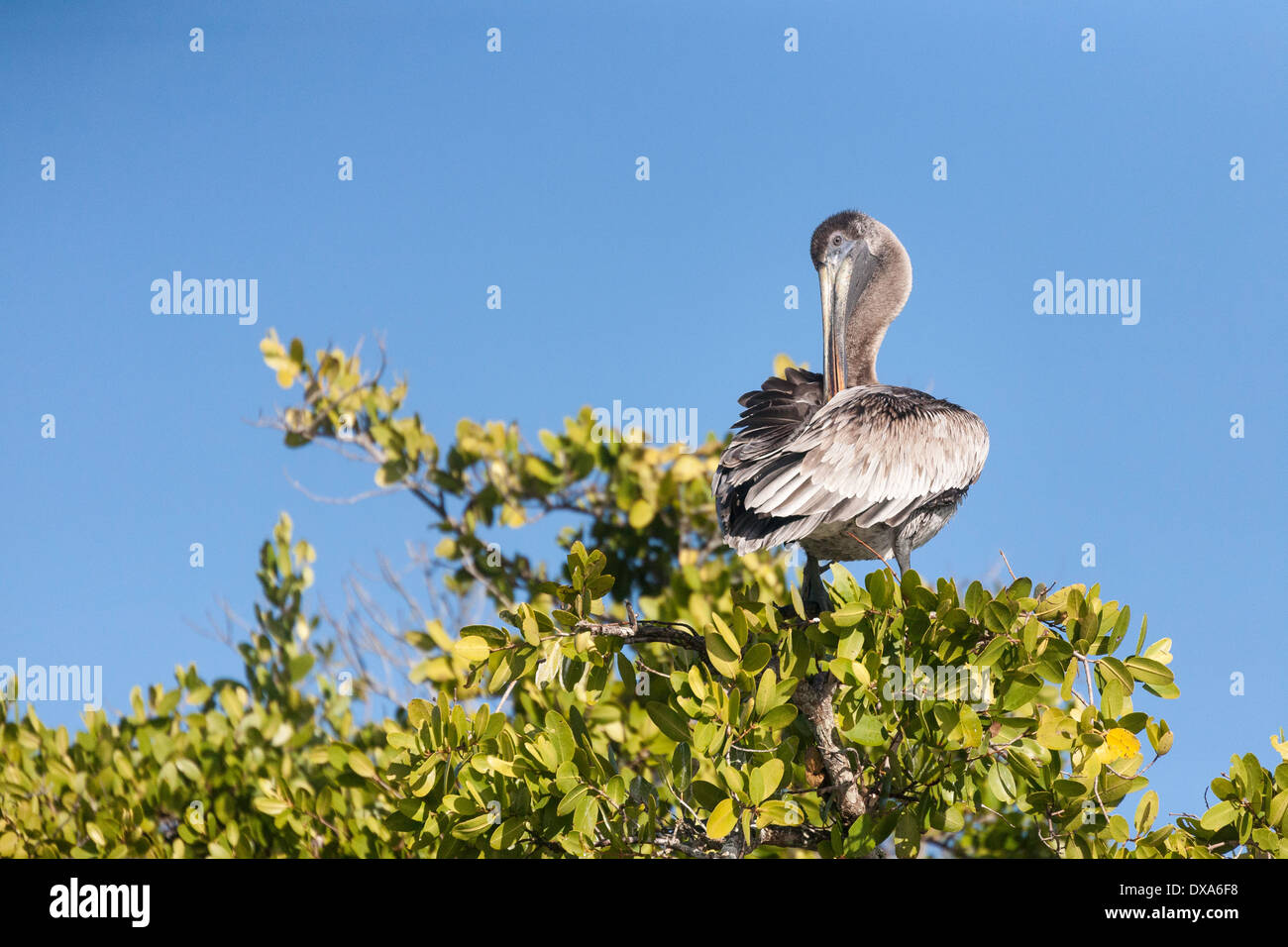 Pelican sitting hi-res stock photography and images - Alamy