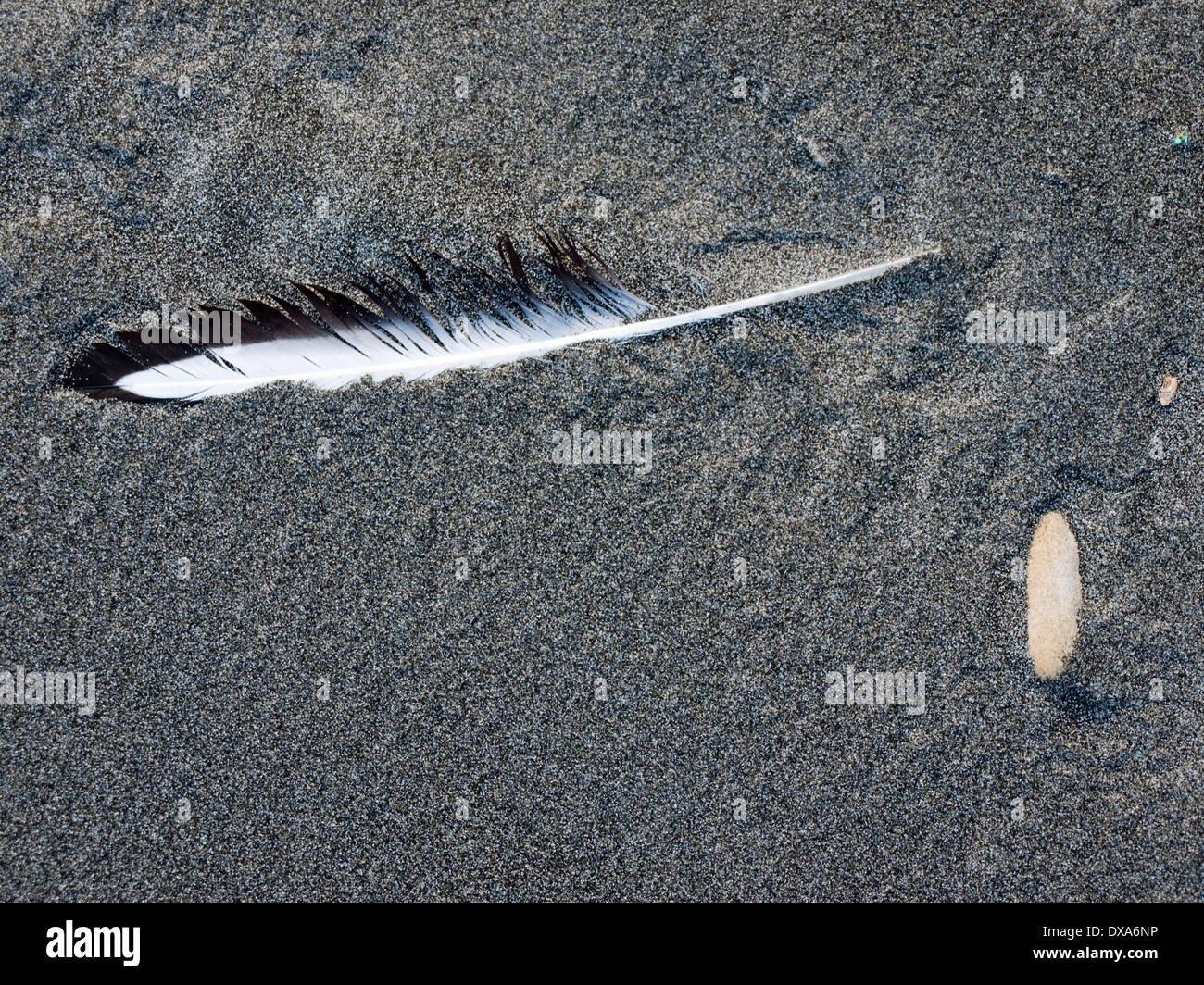 Feather beach hi-res stock photography and images - Alamy