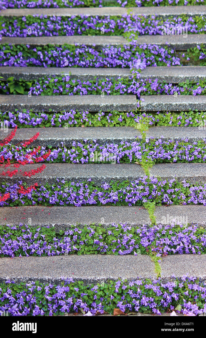 Purple steps hi-res stock photography and images - Alamy