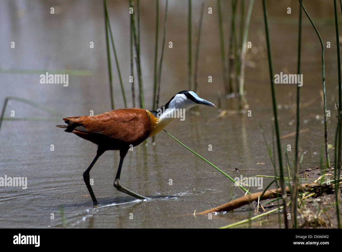Southern jacana hi-res stock photography and images - Alamy