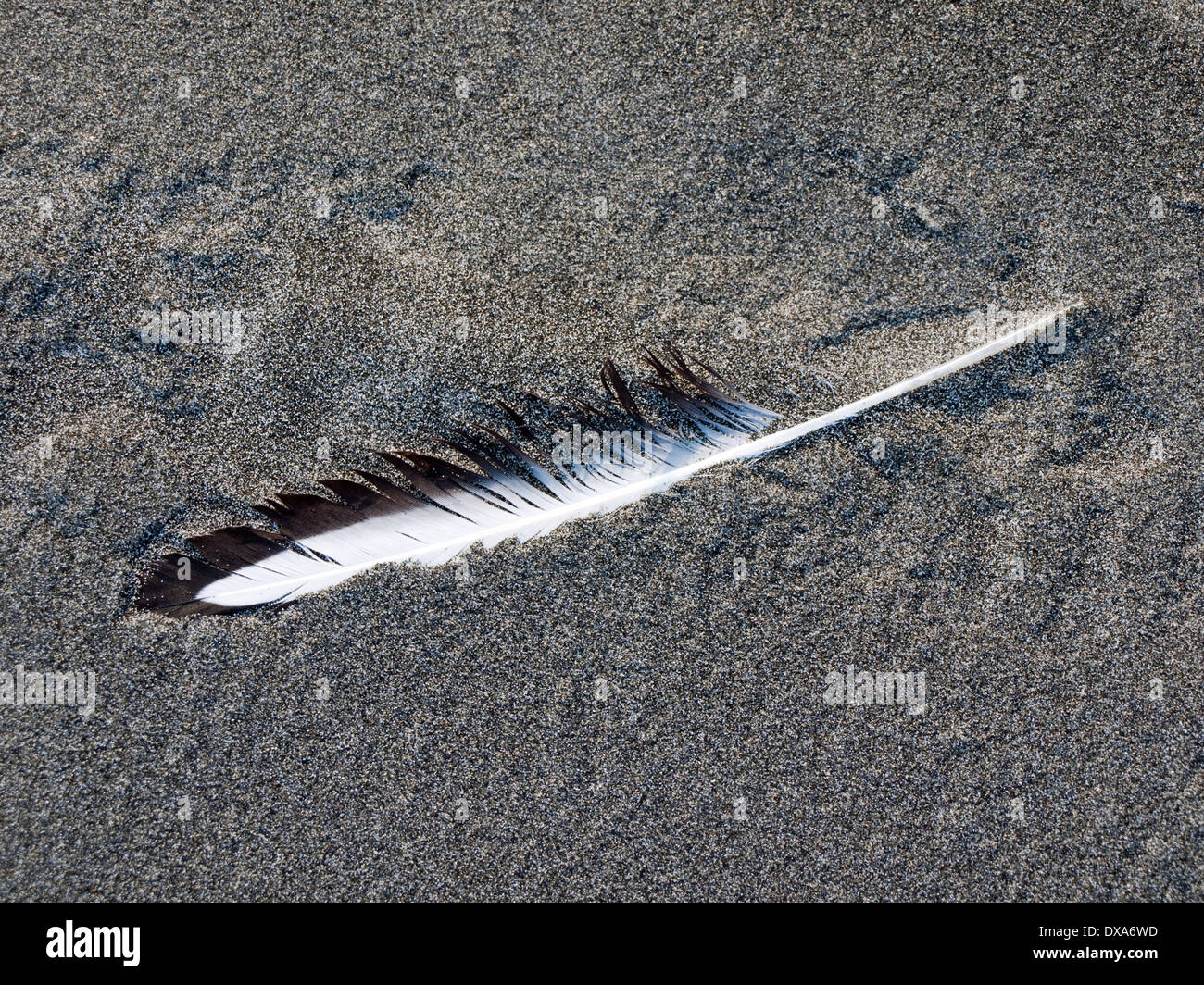 Feather beach hi-res stock photography and images - Alamy