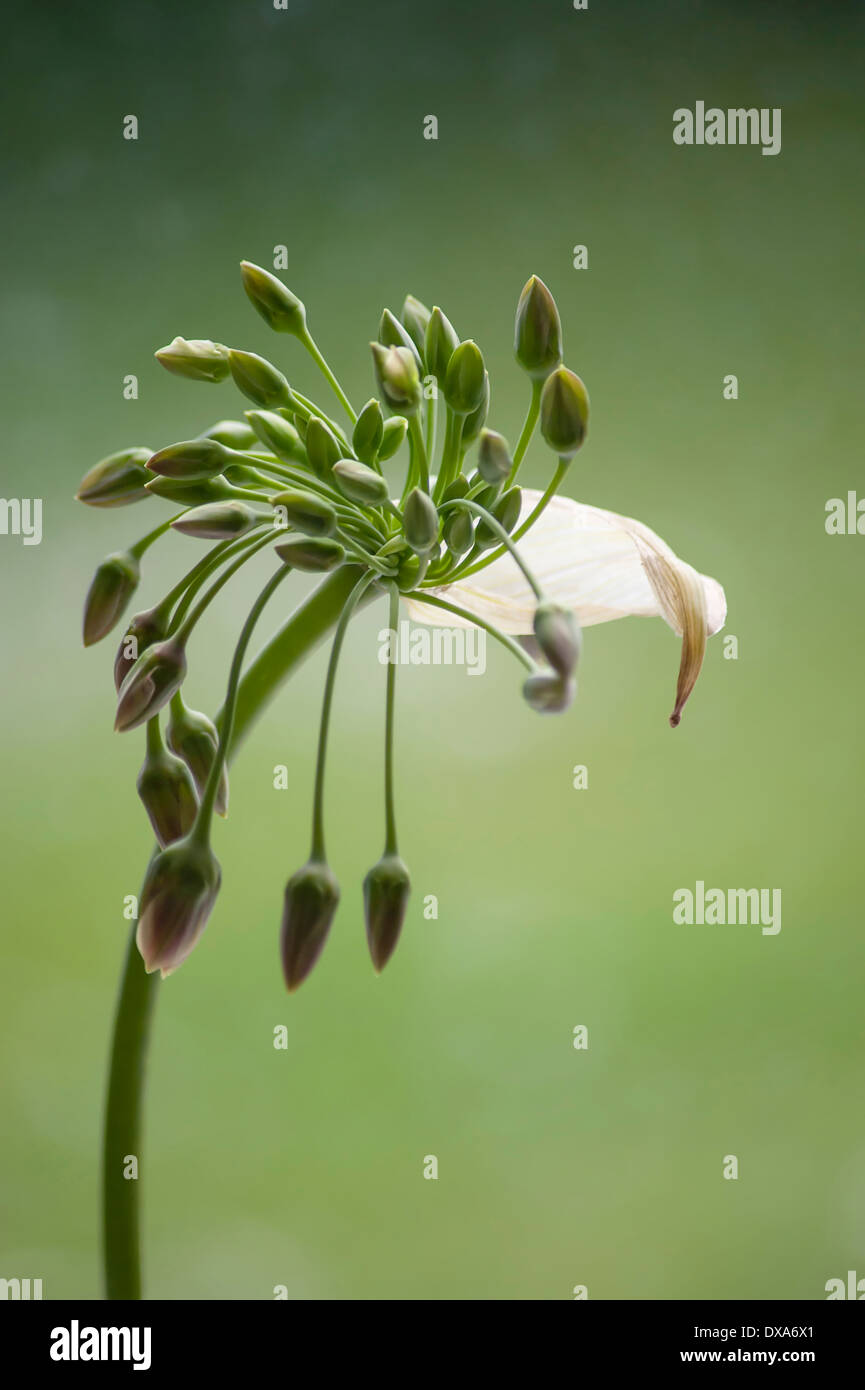 Silican honey garlic, Nectaroscordum siculum bulgaricum, in bud showing ...