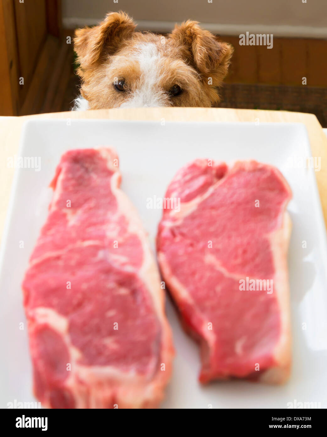 A perky wire fox terrier eying two strip loin steaks Stock Photo - Alamy
