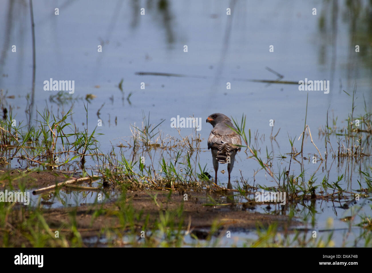 Gabar hi-res stock photography and images - Alamy