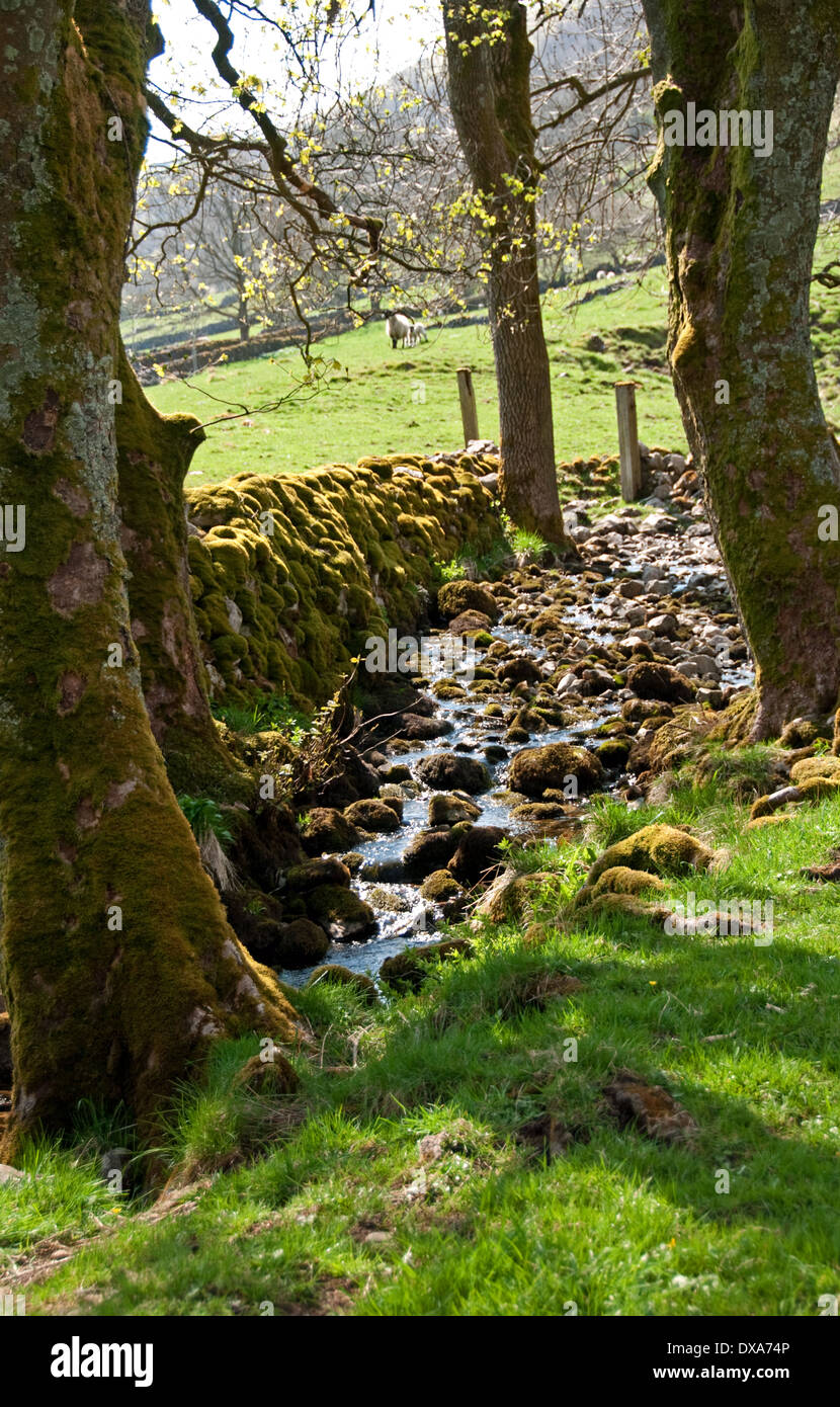 Stream, Brook, Trees, Yorkshire Dales, UK Stock Photo - Alamy