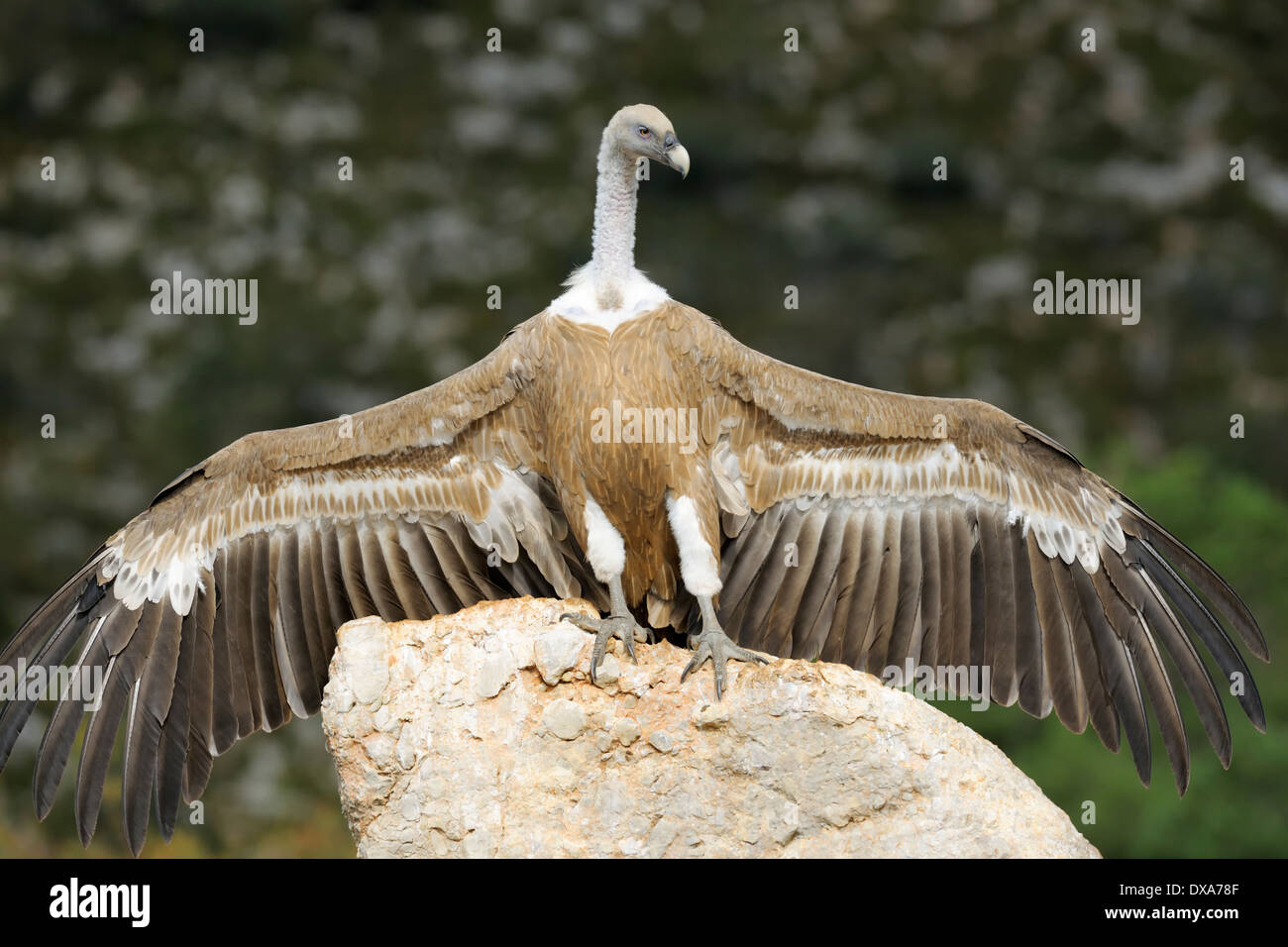 Spreaded wings hi-res stock photography and images - Alamy