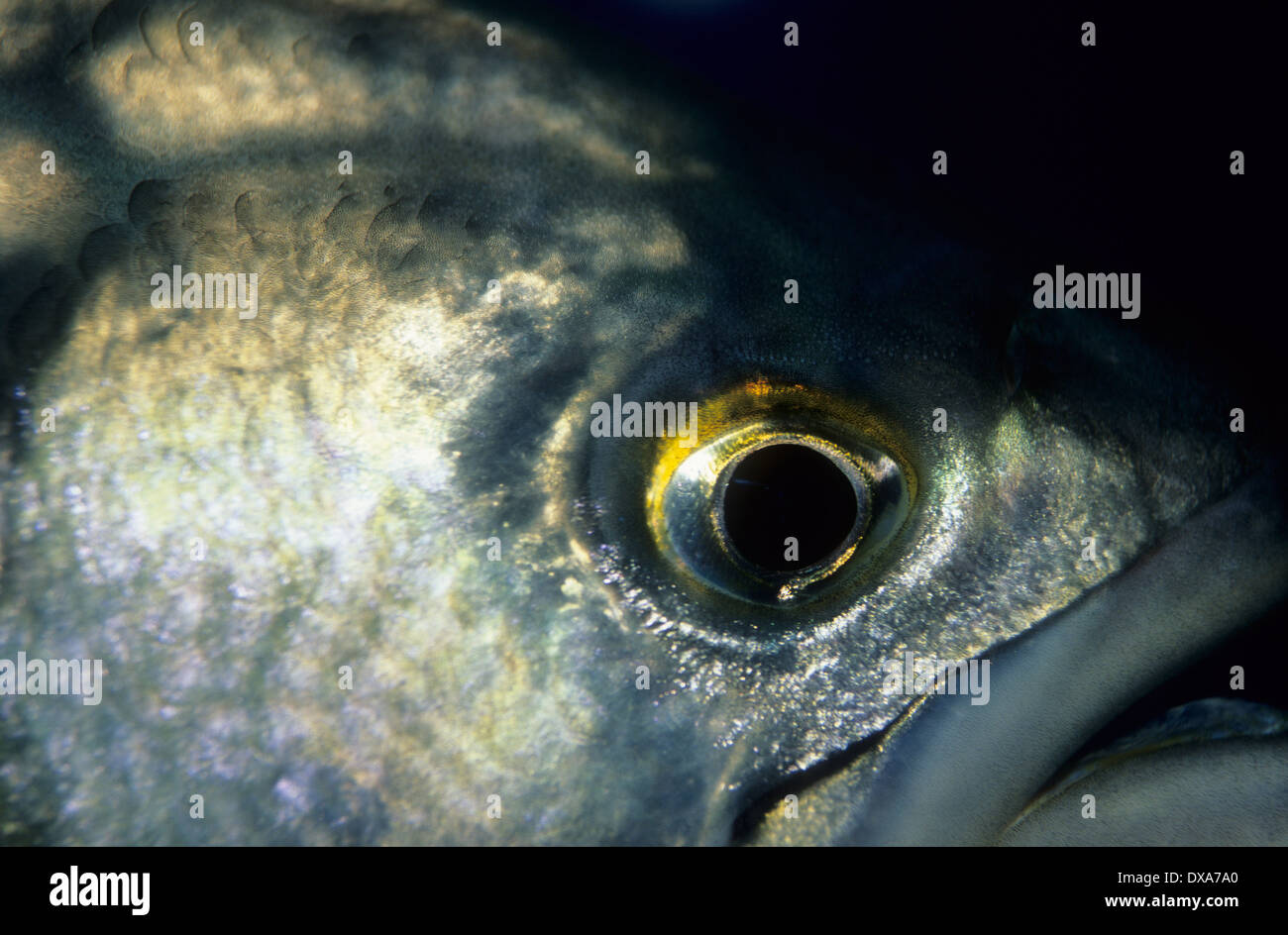 Australia, Northern Territories, the eye of a barracuda Stock Photo - Alamy