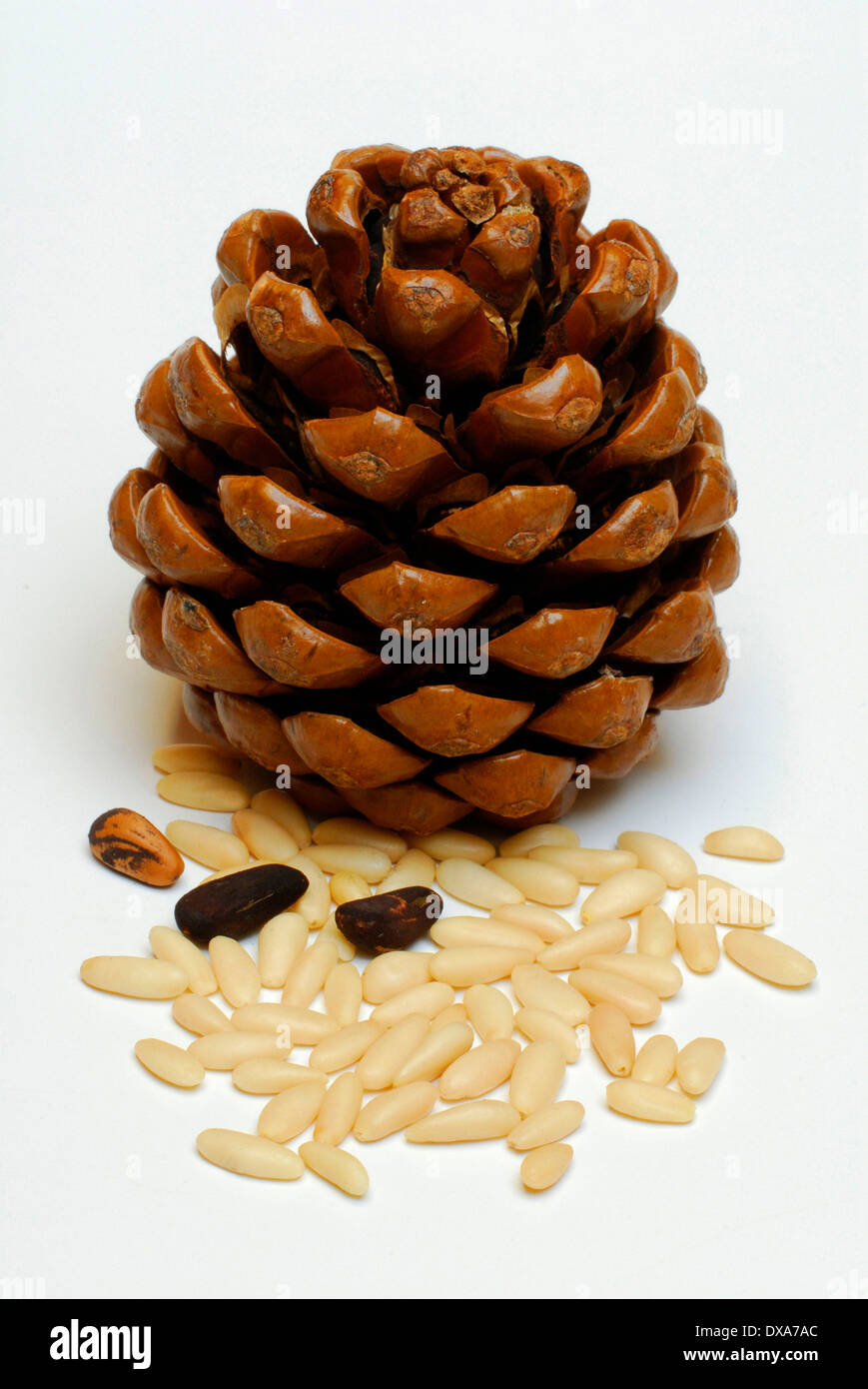 Pine nut pinaceae hi-res stock photography and images - Alamy