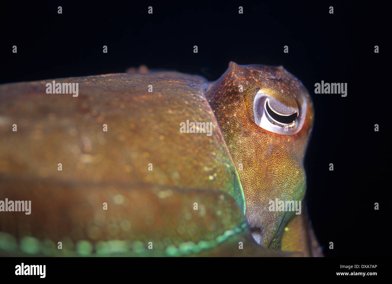 Saudi Arabia, Red Sea, underwater, the eye of a cuttlefish Stock Photo ...