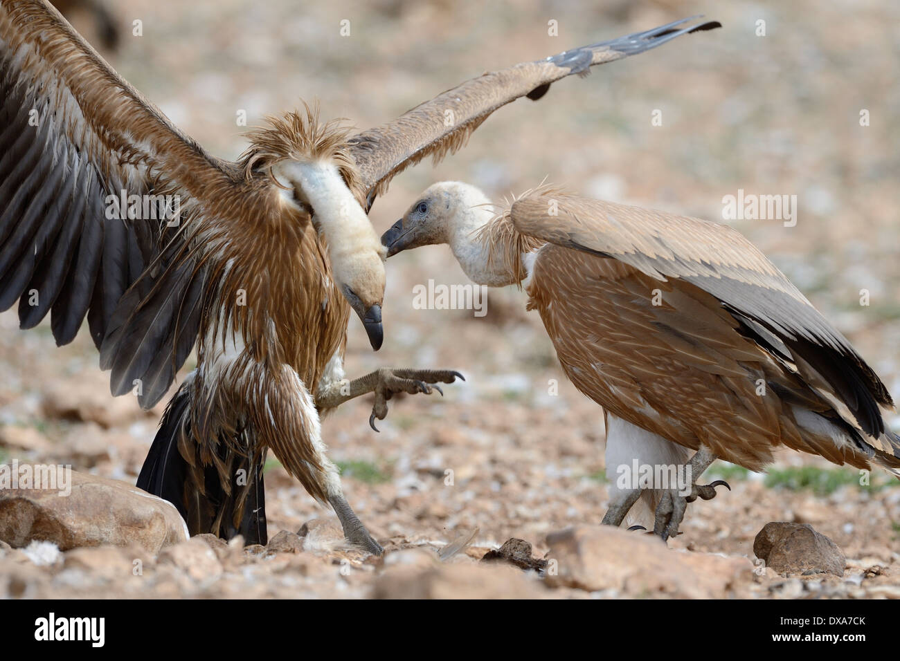 Fighting birds claws hi-res stock photography and images - Alamy