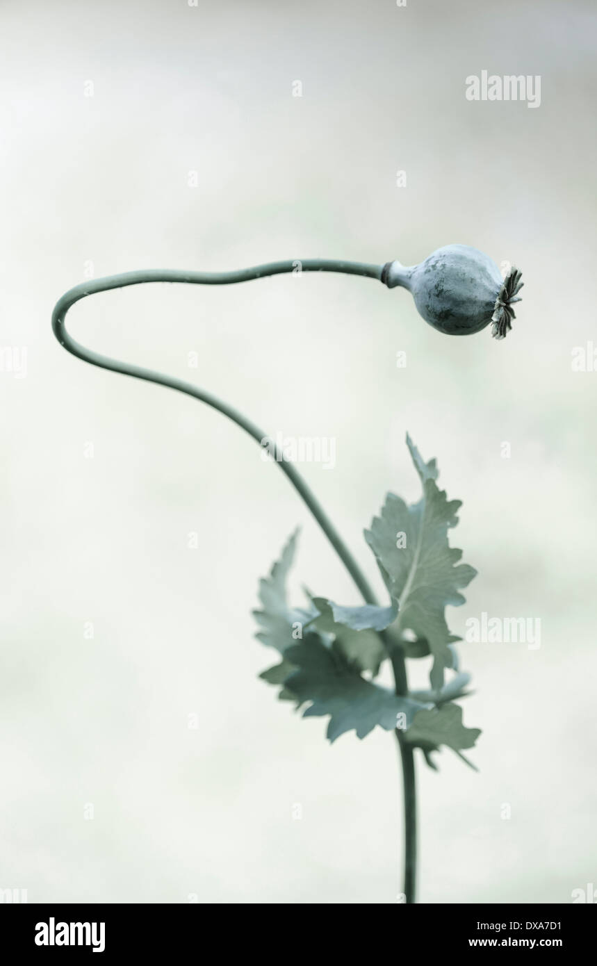 Opium poppy, Papaver somniferum, seedhead on a single stem that has ...