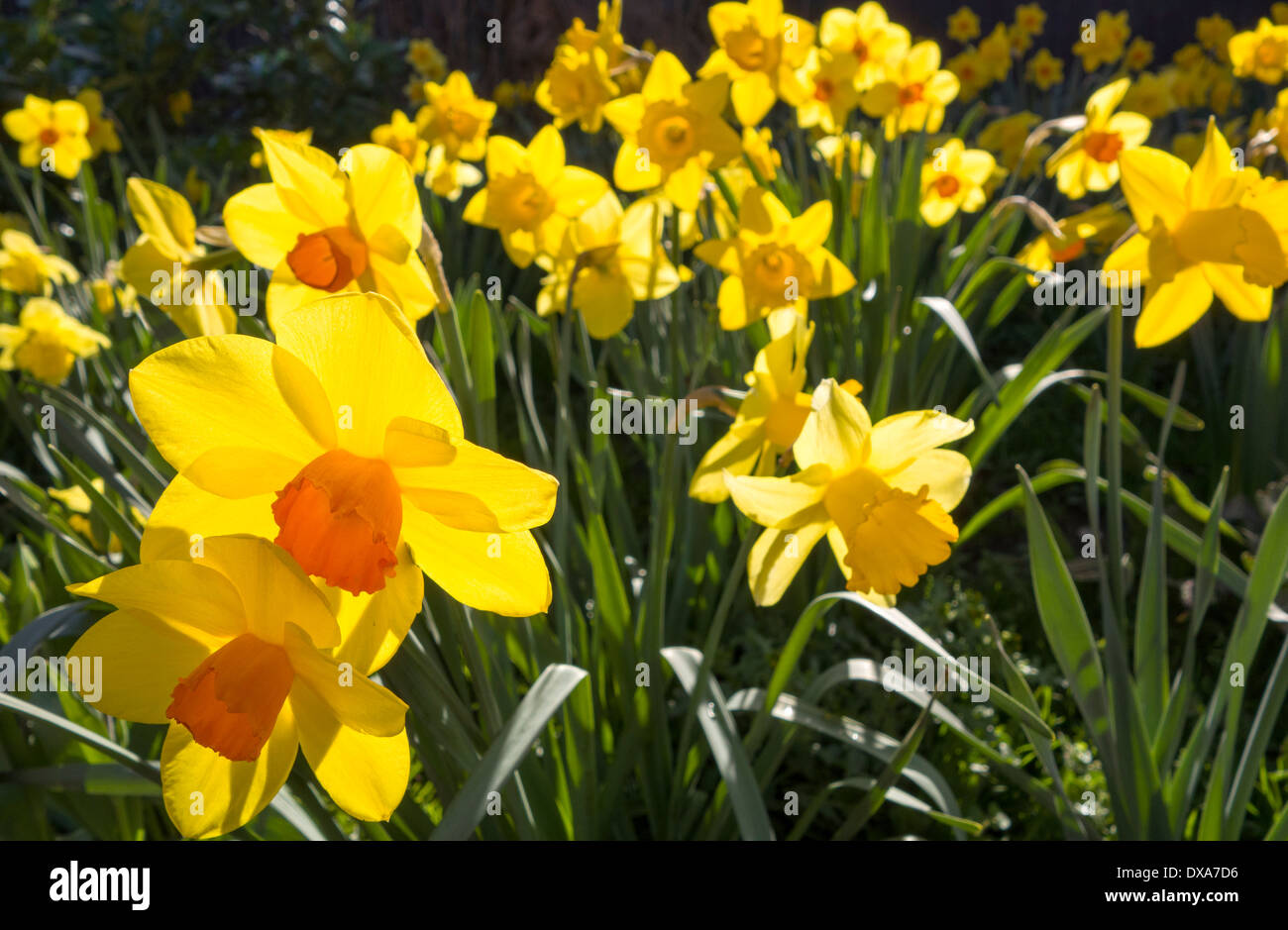 Beautiful daffodils in bloom hi-res stock photography and images - Alamy