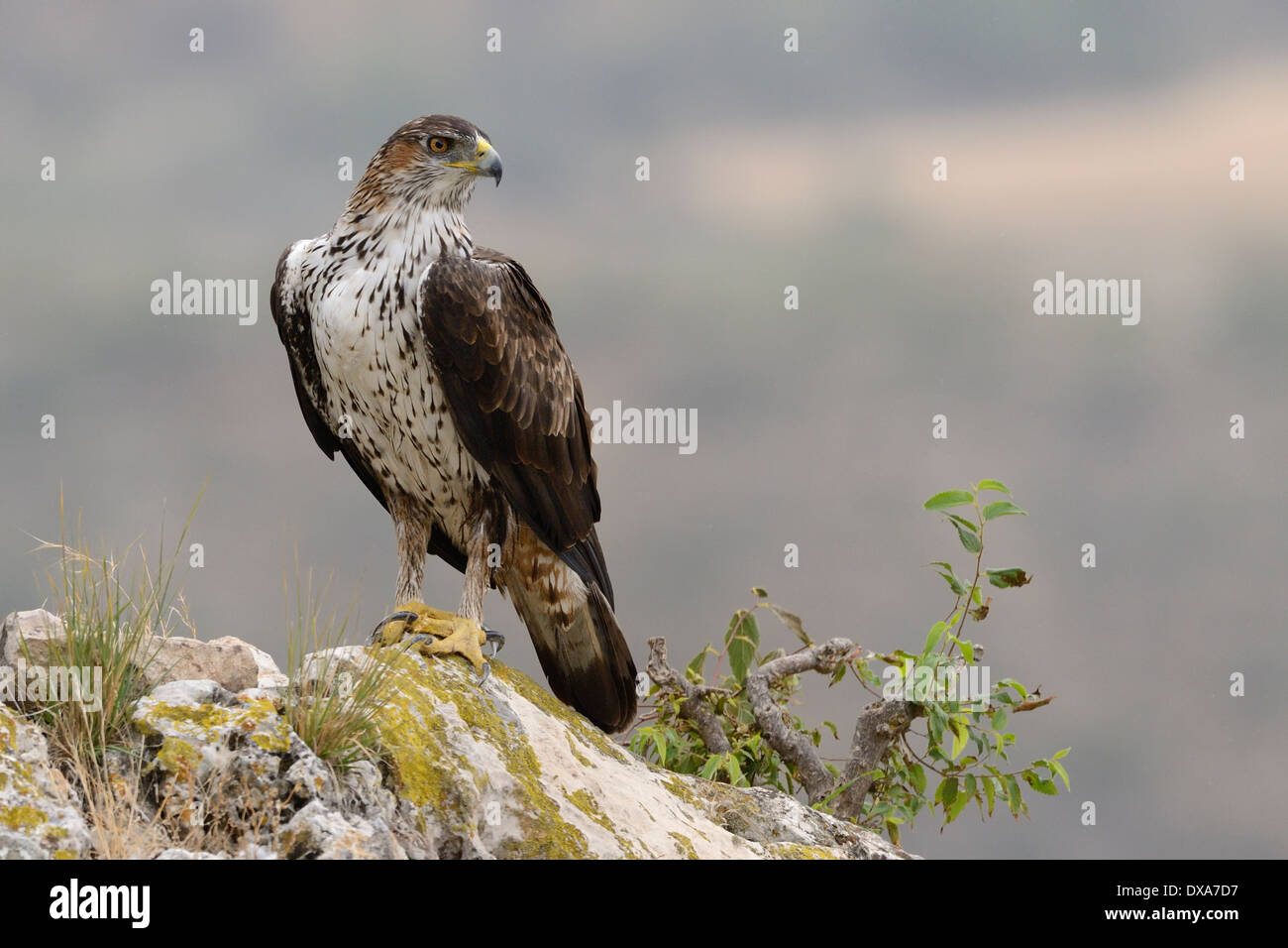 Bonellis eagle aquila fasciata adult hi-res stock photography and ...