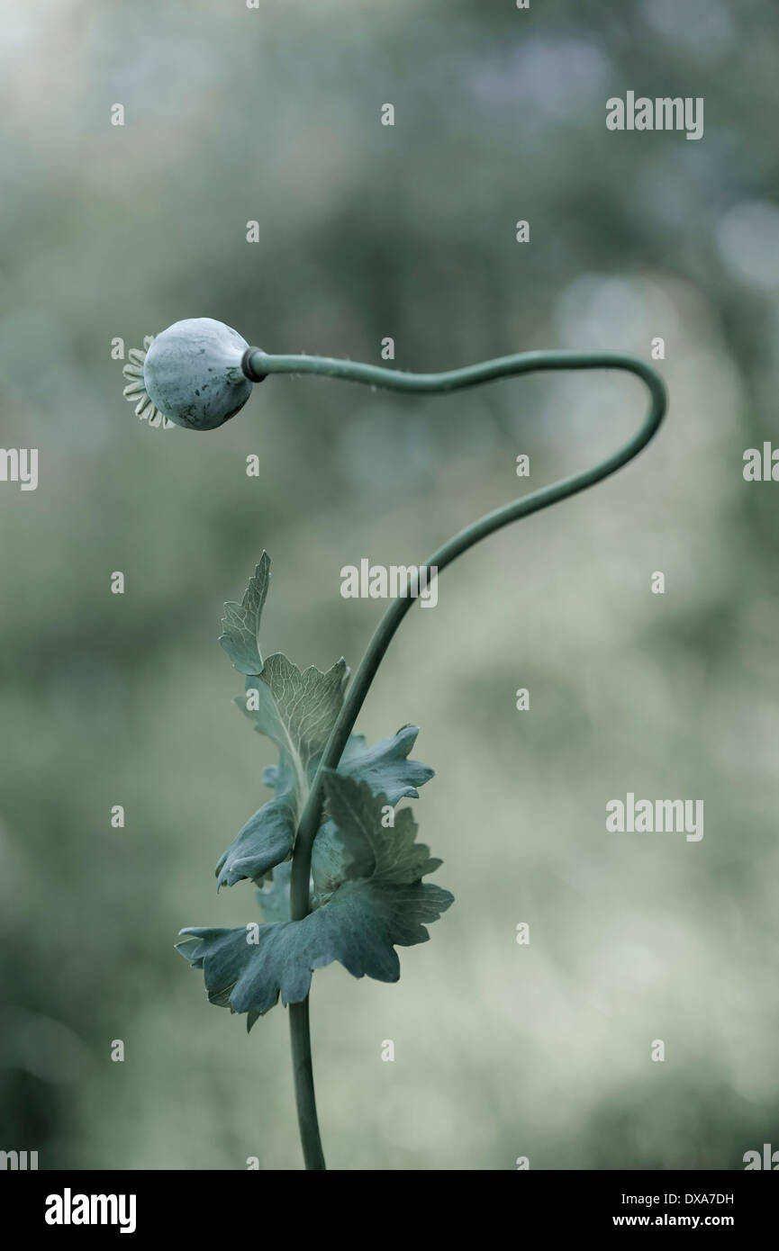Opium poppy, Papaver somniferum, seedhead on a single stem that has ...