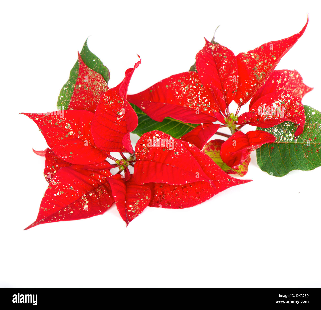 Poinsetia flower hi-res stock photography and images - Alamy